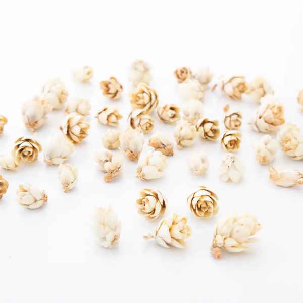 Dried Preserved Tamarack Cone -White | Thistle & Ivory